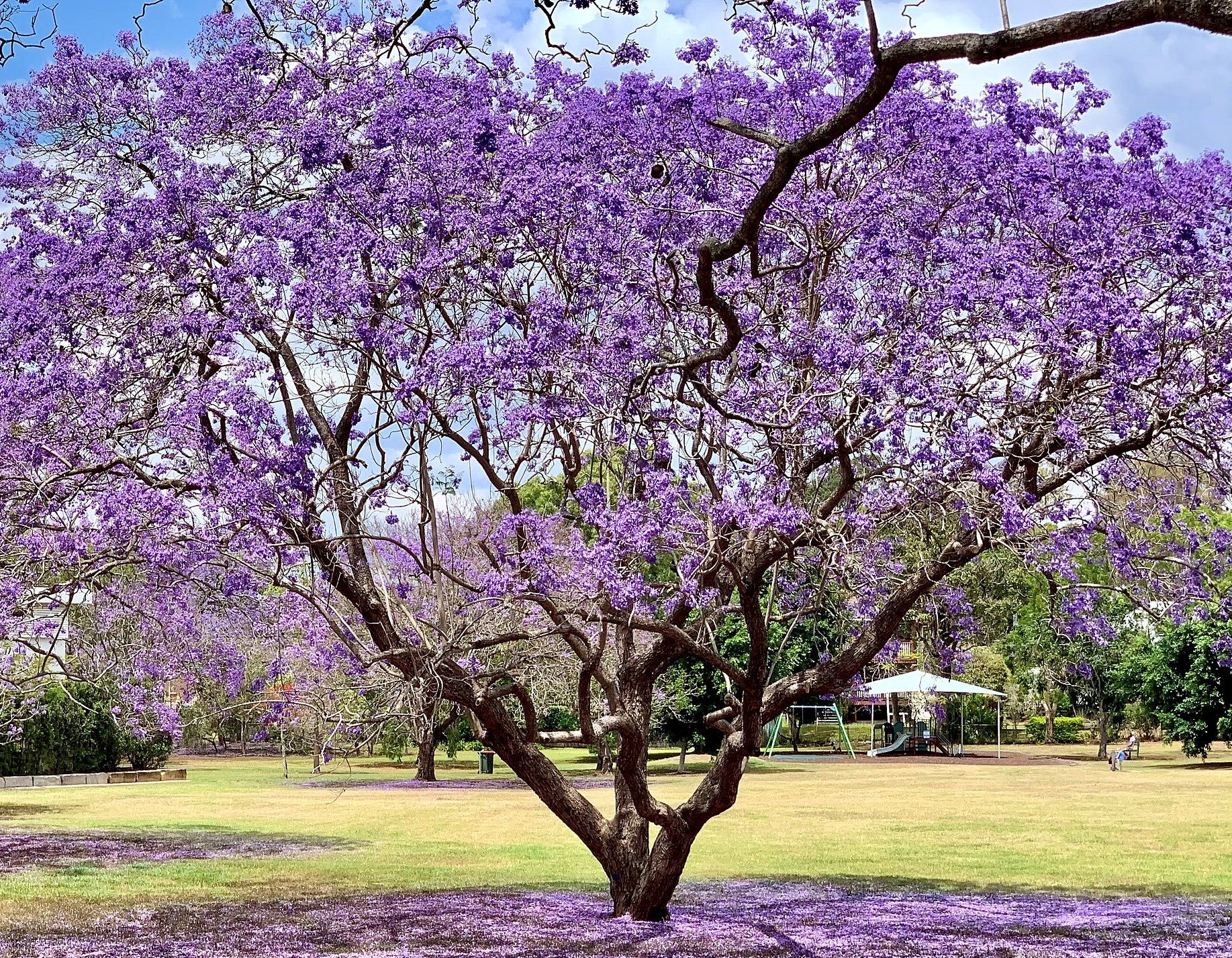 Jacaranda mimosifolia ★ JACARANDA – Plantitude Kenya