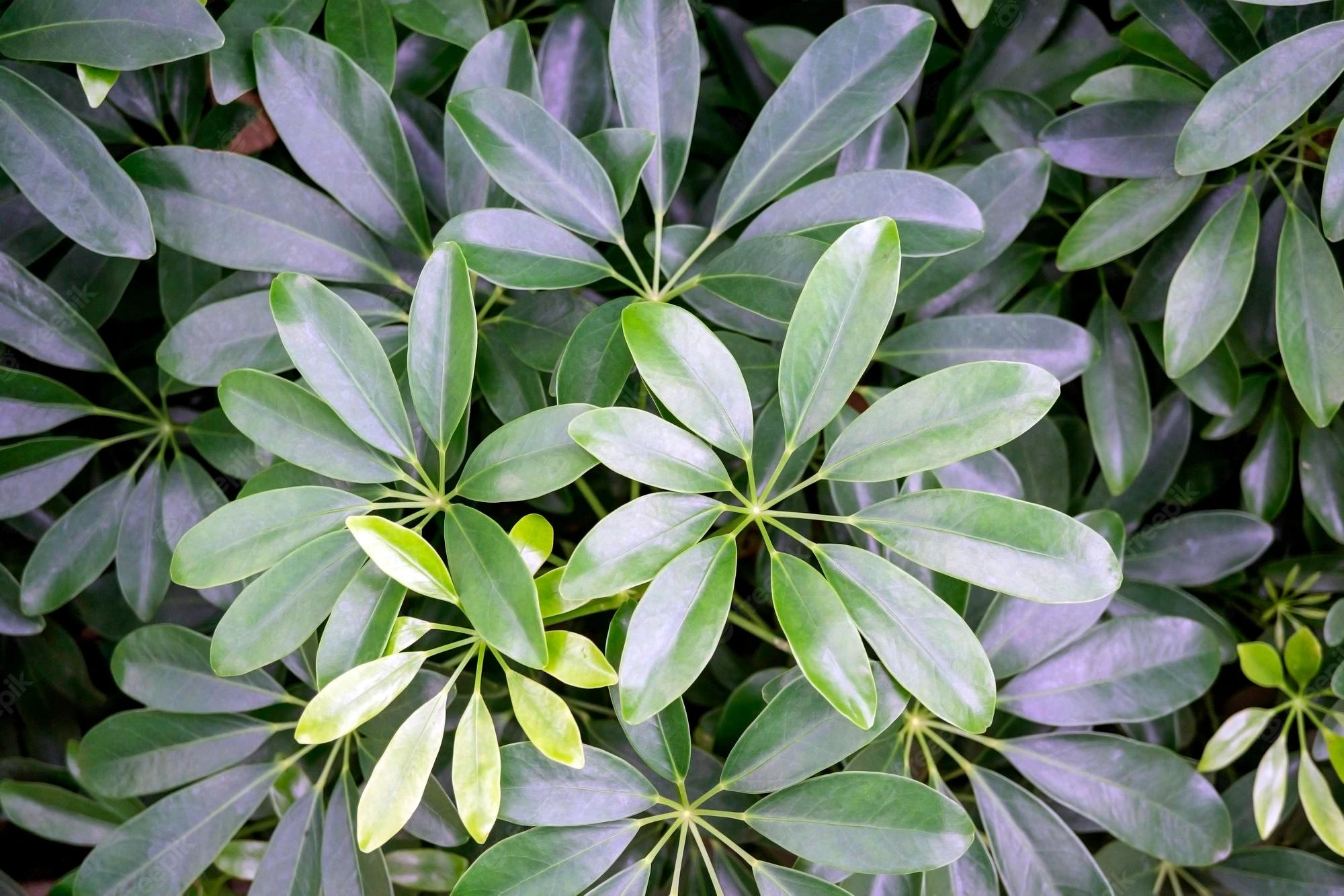 Schefflera Arboricola ★ Dwarf Umbrella Plant Plantitude Kenya