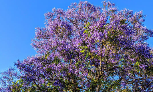 Fraxinus uhdei ★ TROPICAL ASH – Plantitude Kenya