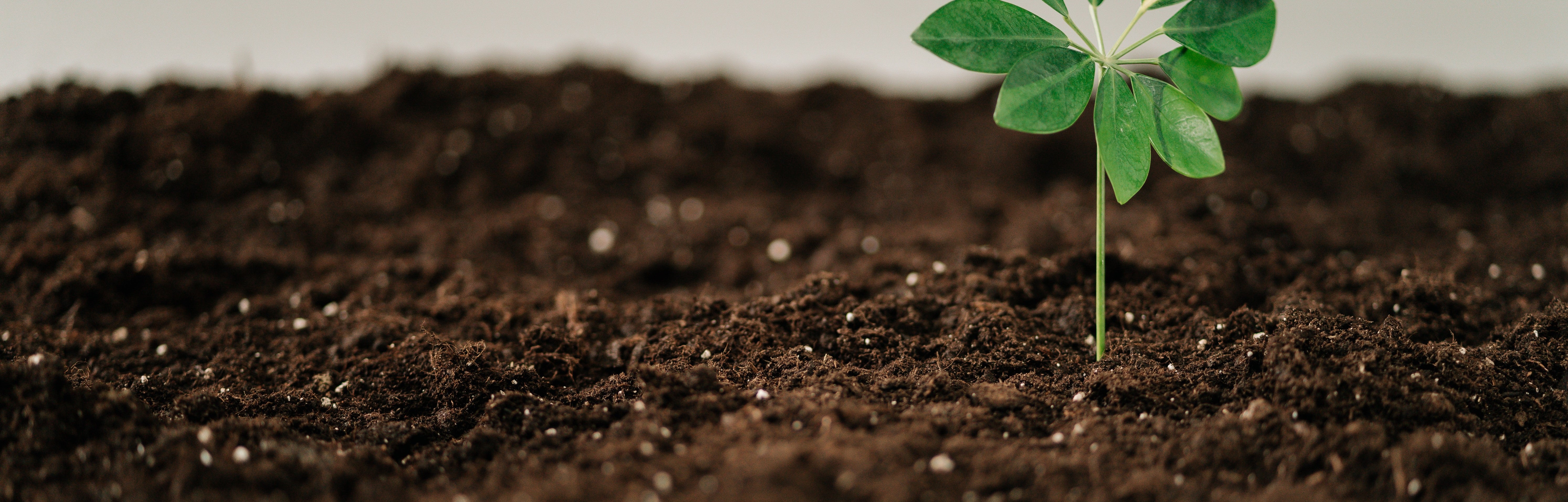 Growing medium – Plantitude Kenya