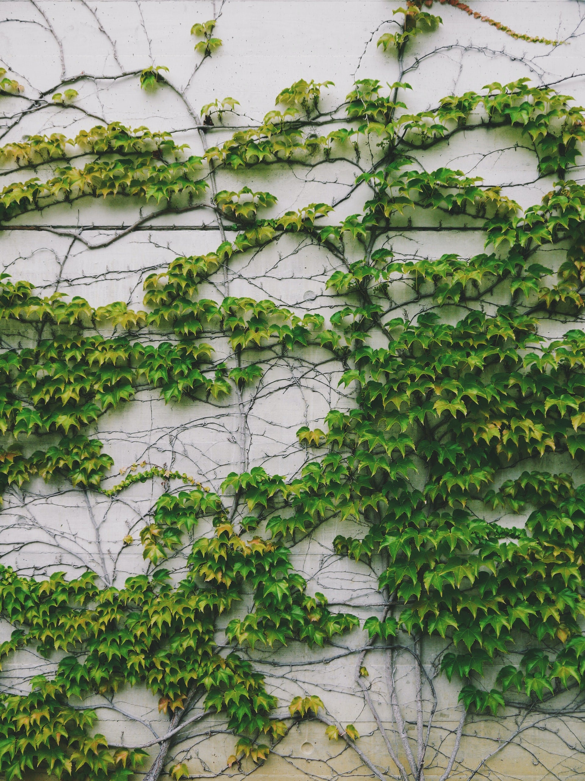 Climbing Plants – tagged "climber" – Plantitude Kenya