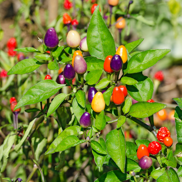 Capsicum spp ★ Bolivian rainbow pepper – Plantitude Kenya
