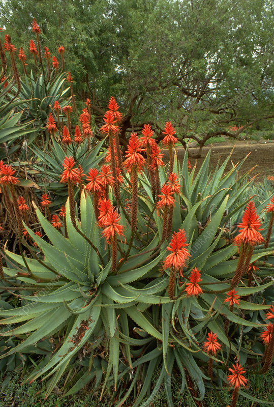Aloe arborescens ★ TORCH ALOE – Plantitude Kenya