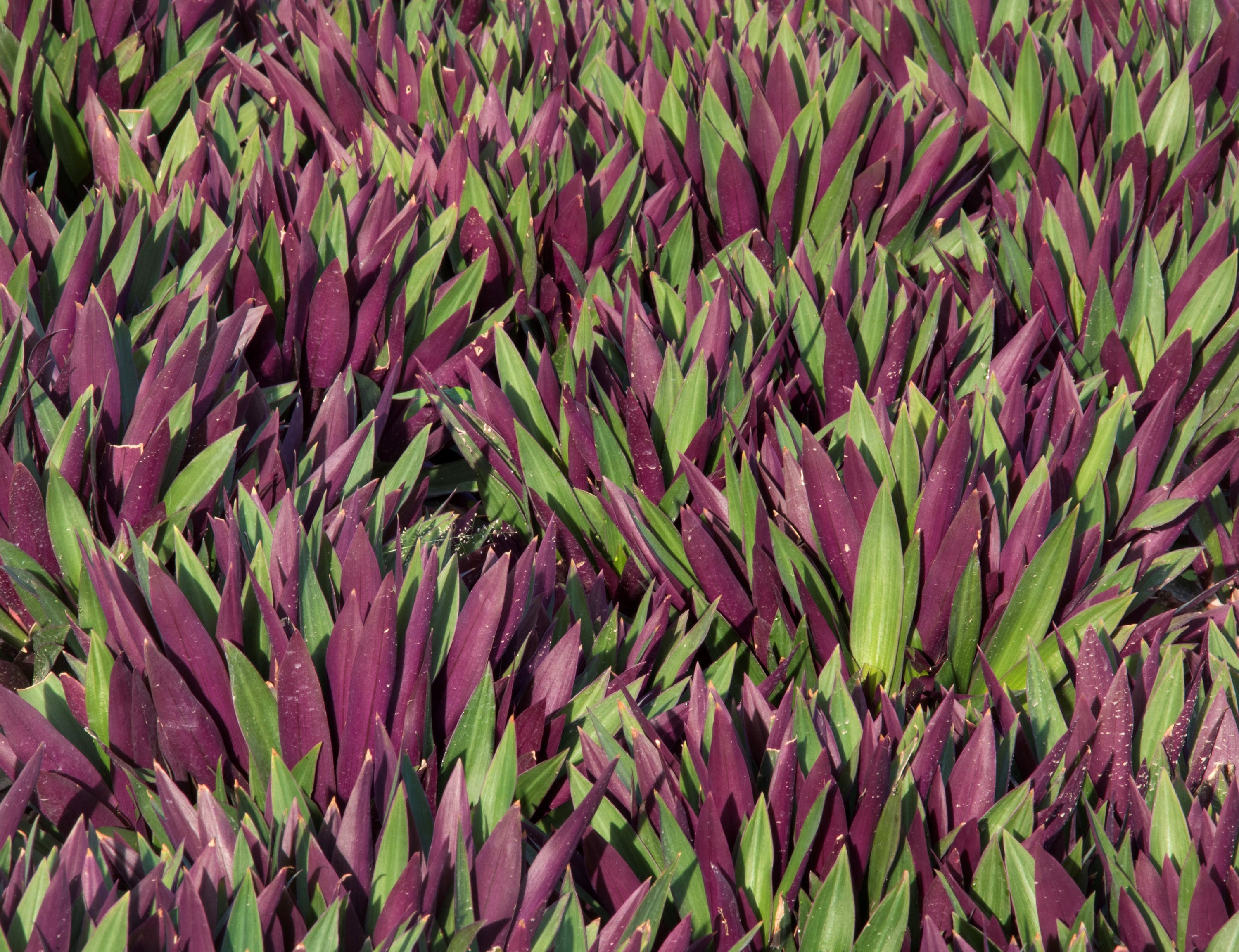 Rhoeo discolor ★ MOSES IN THE CRADLE – Plantitude Kenya